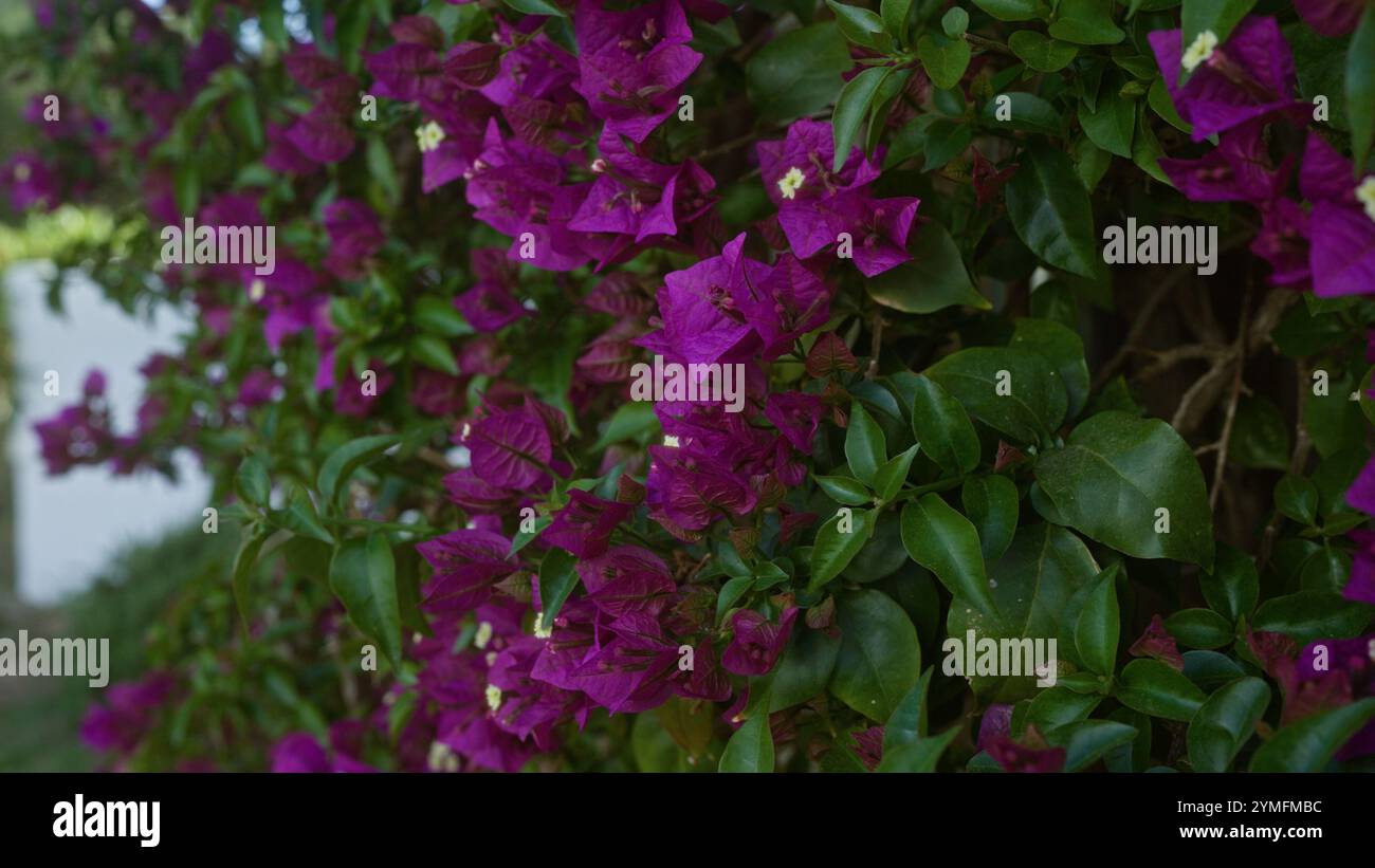 Vibrant bougainvillea spectabilis with magenta bracts and green leaves ...