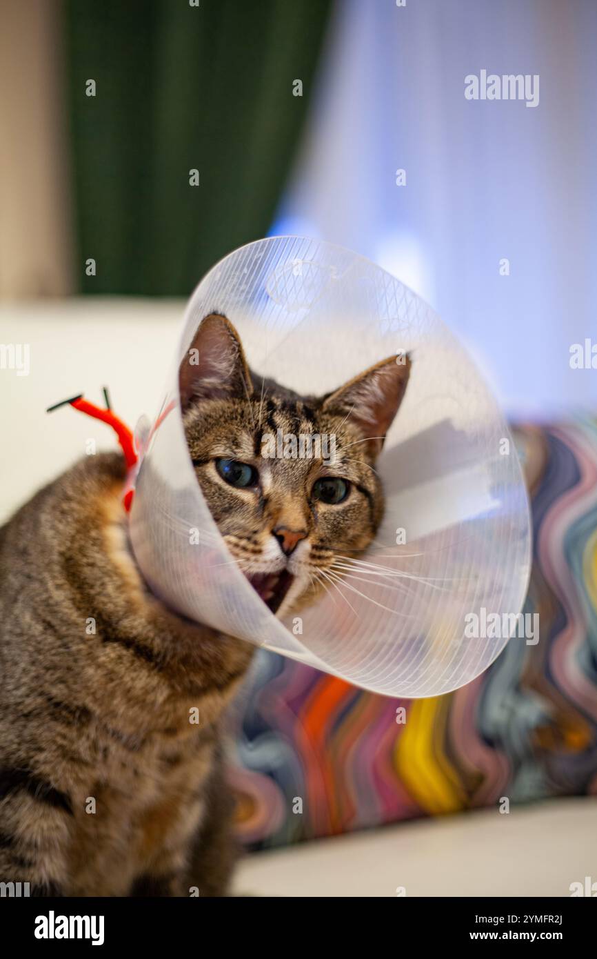 Green eyes cat in a post-operative cone after a surgery on his belly ...