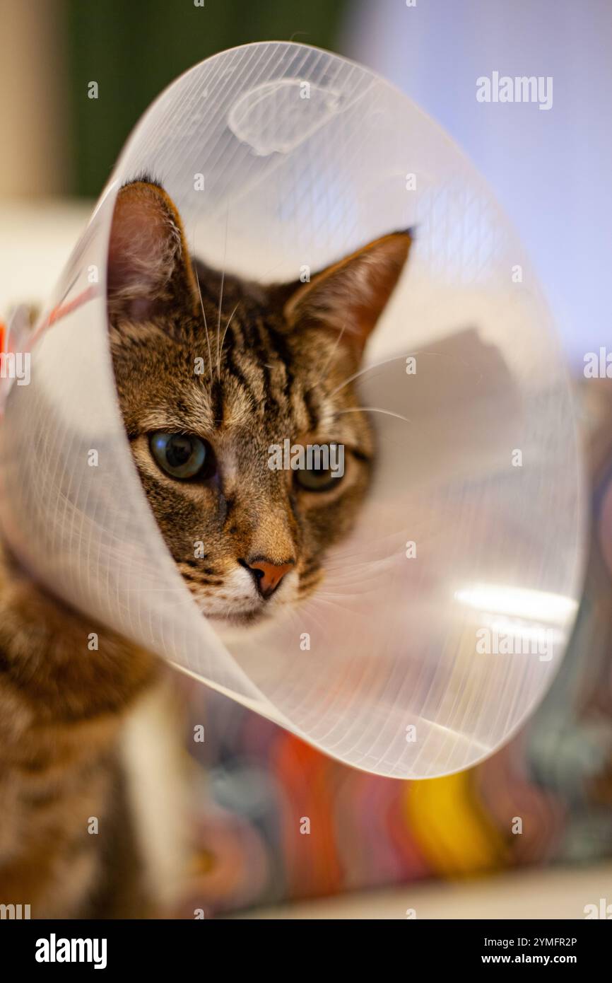 Cat after surgical operation hi-res stock photography and images - Alamy