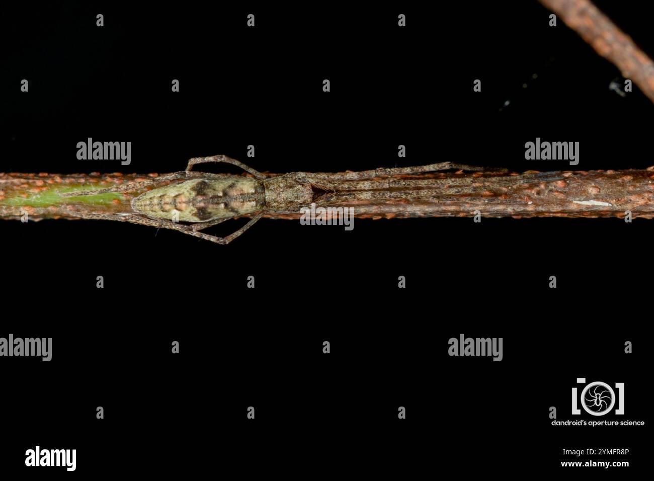 Ogre-faced Spider (Deinopis spinosa Stock Photo - Alamy