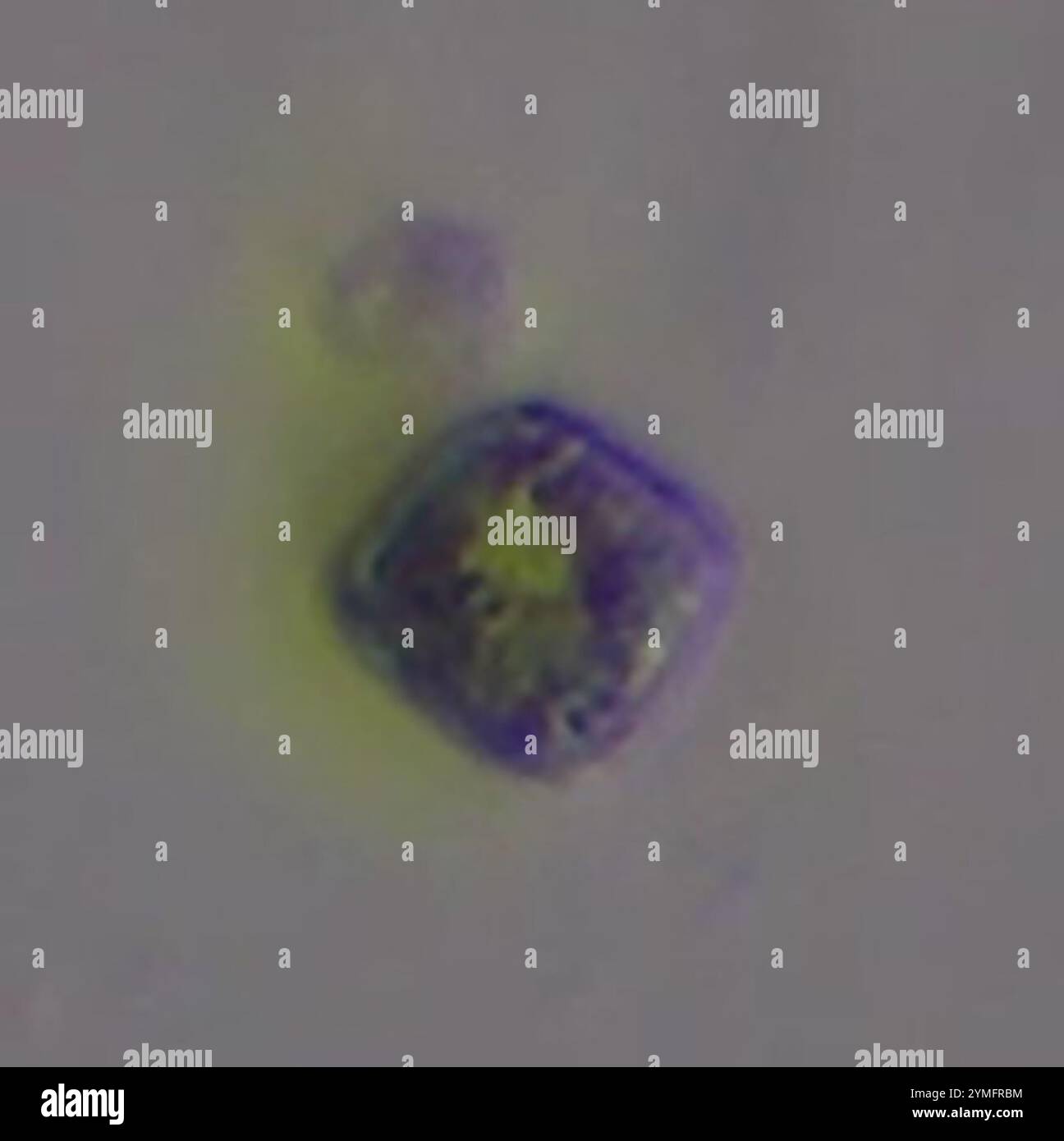 green algae (Chlorophyta Stock Photo - Alamy