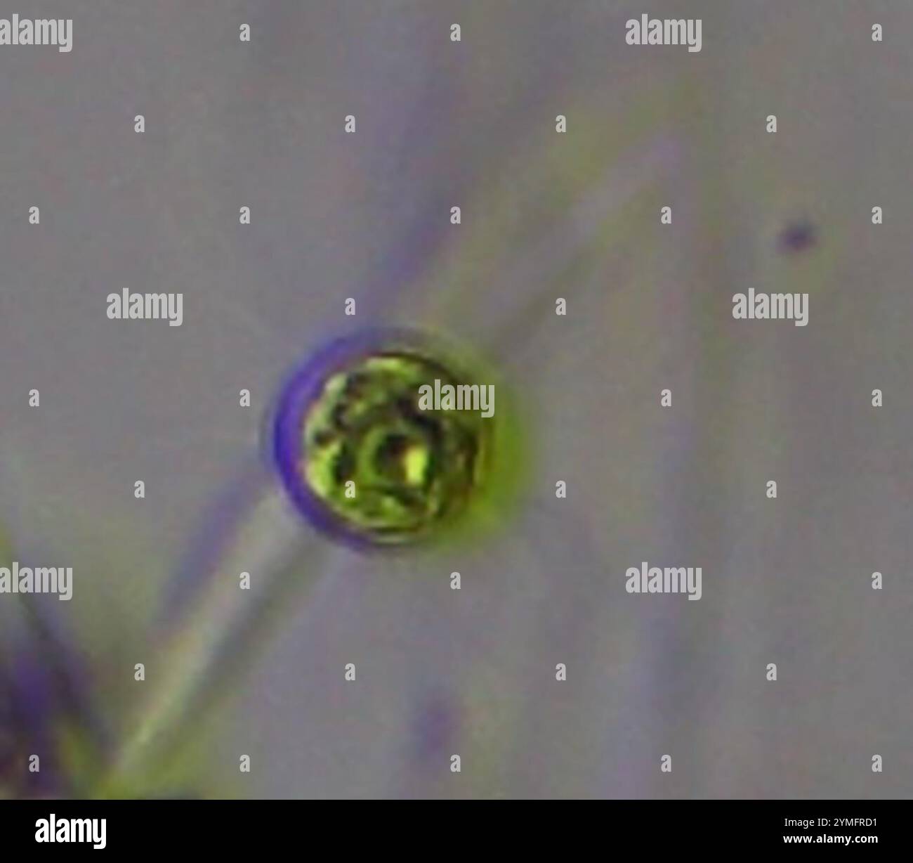 green algae (Chlorophyta Stock Photo - Alamy