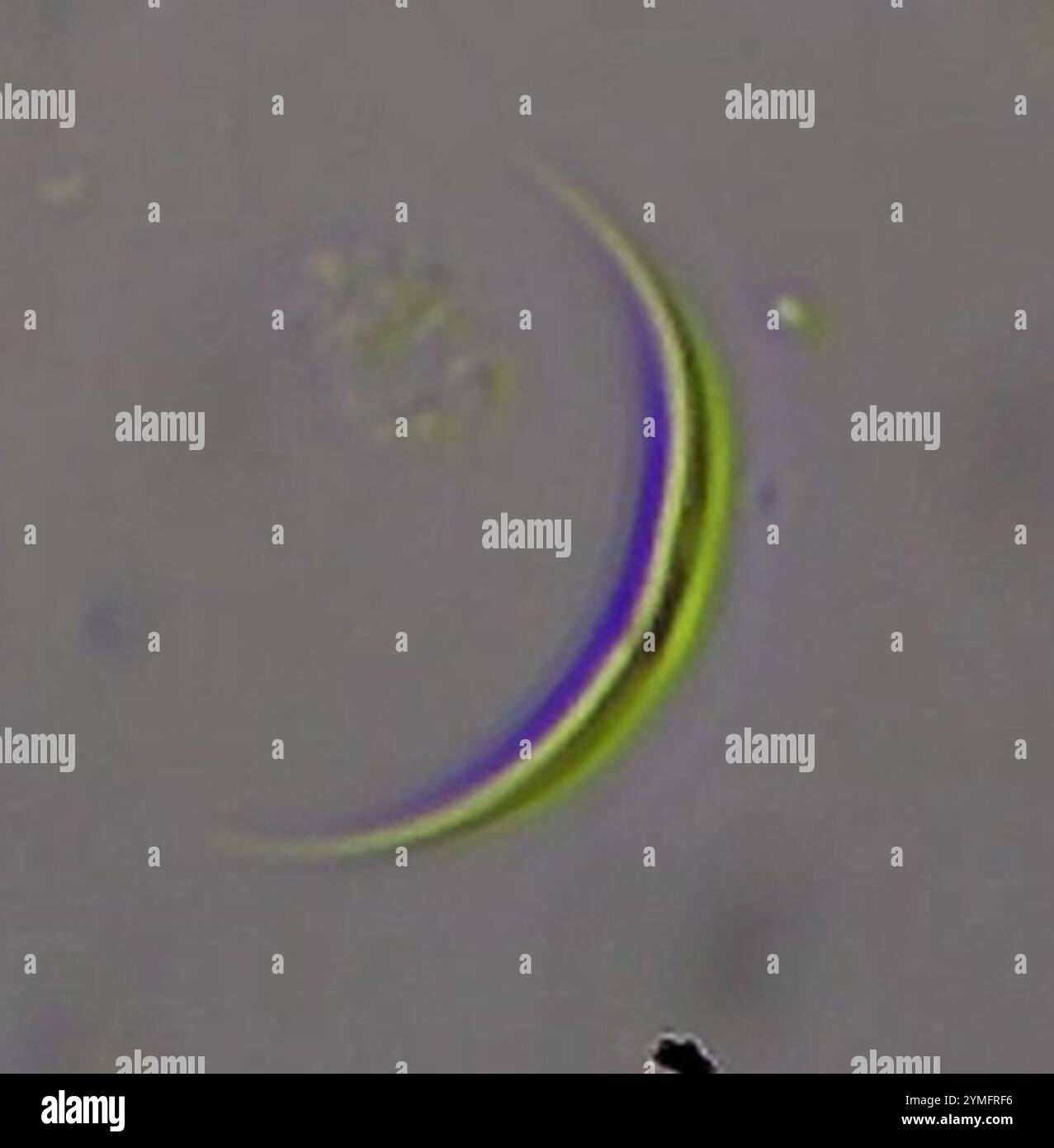 Monoraphidium hi-res stock photography and images - Alamy