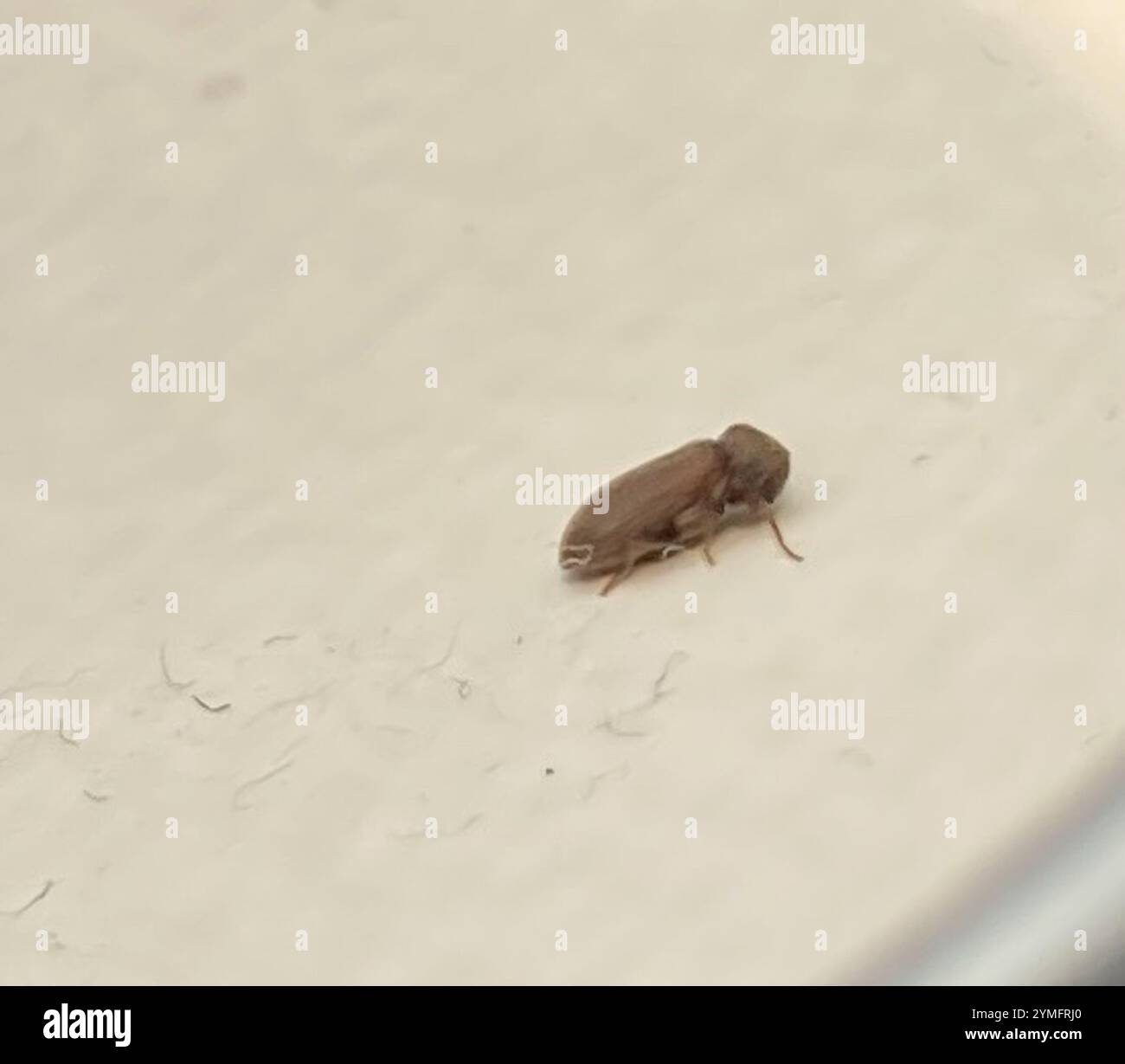 House Borer (Anobium punctatum Stock Photo - Alamy