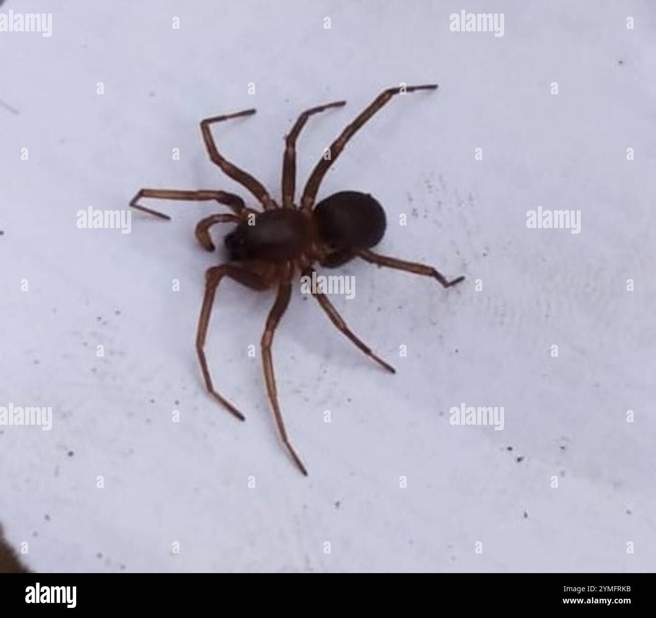 Ground and Ant-mimic Sac Spiders (Corinnidae Stock Photo - Alamy