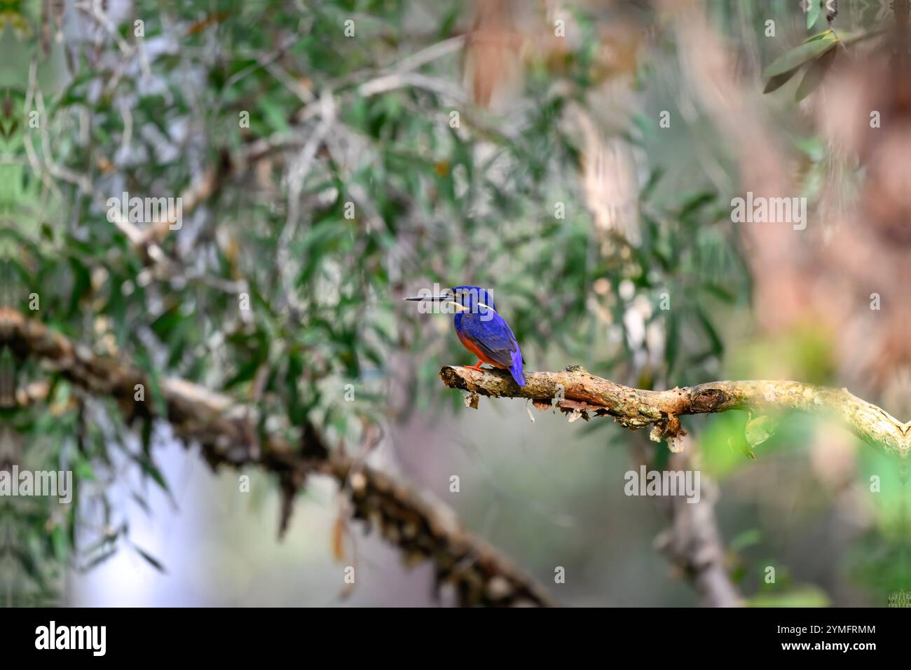 Azure kingfisher, Ceyx azureus, colorful colourful Australian native ...