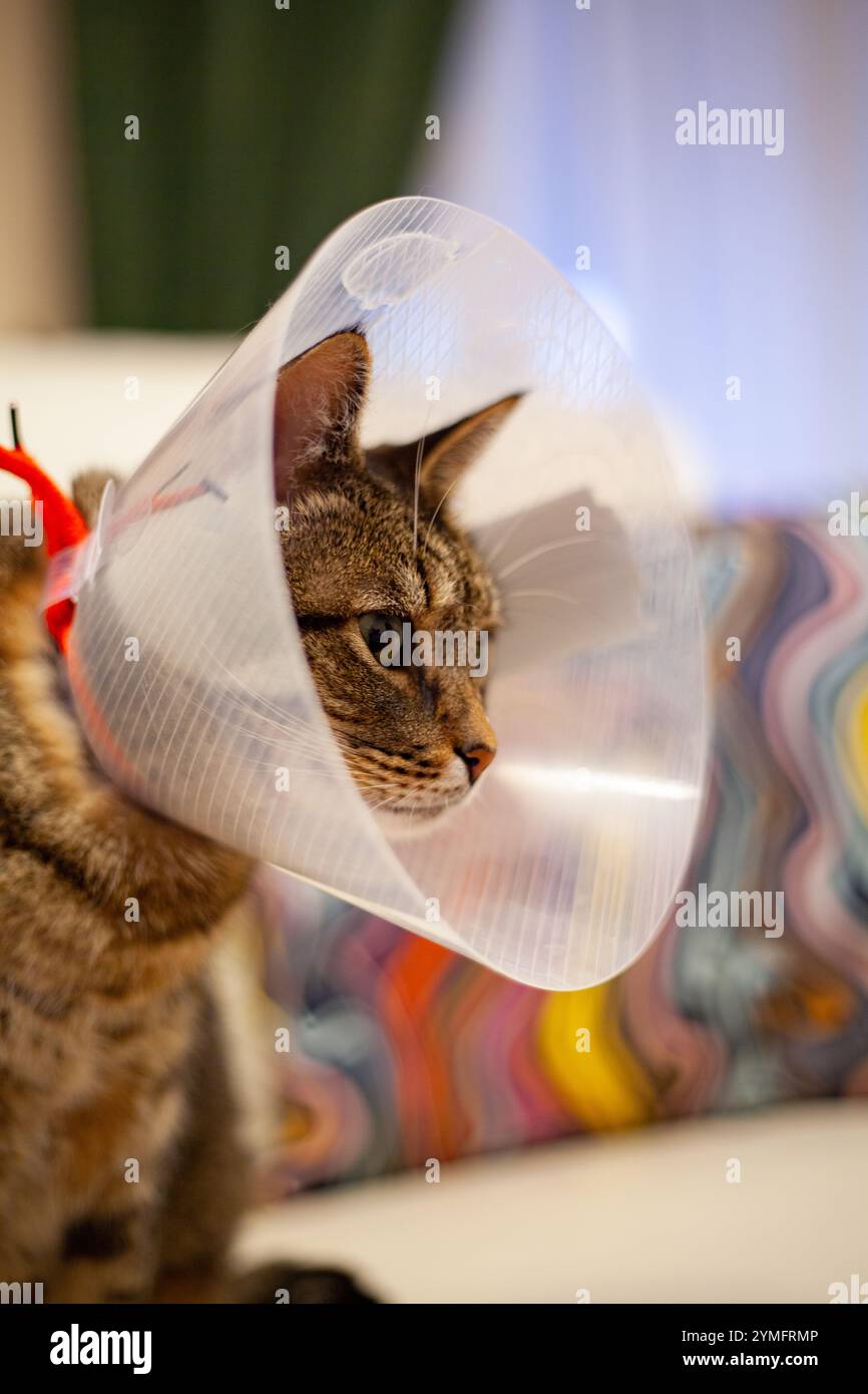 Very sad cat in a post-operative cone after a surgery on his belly ...