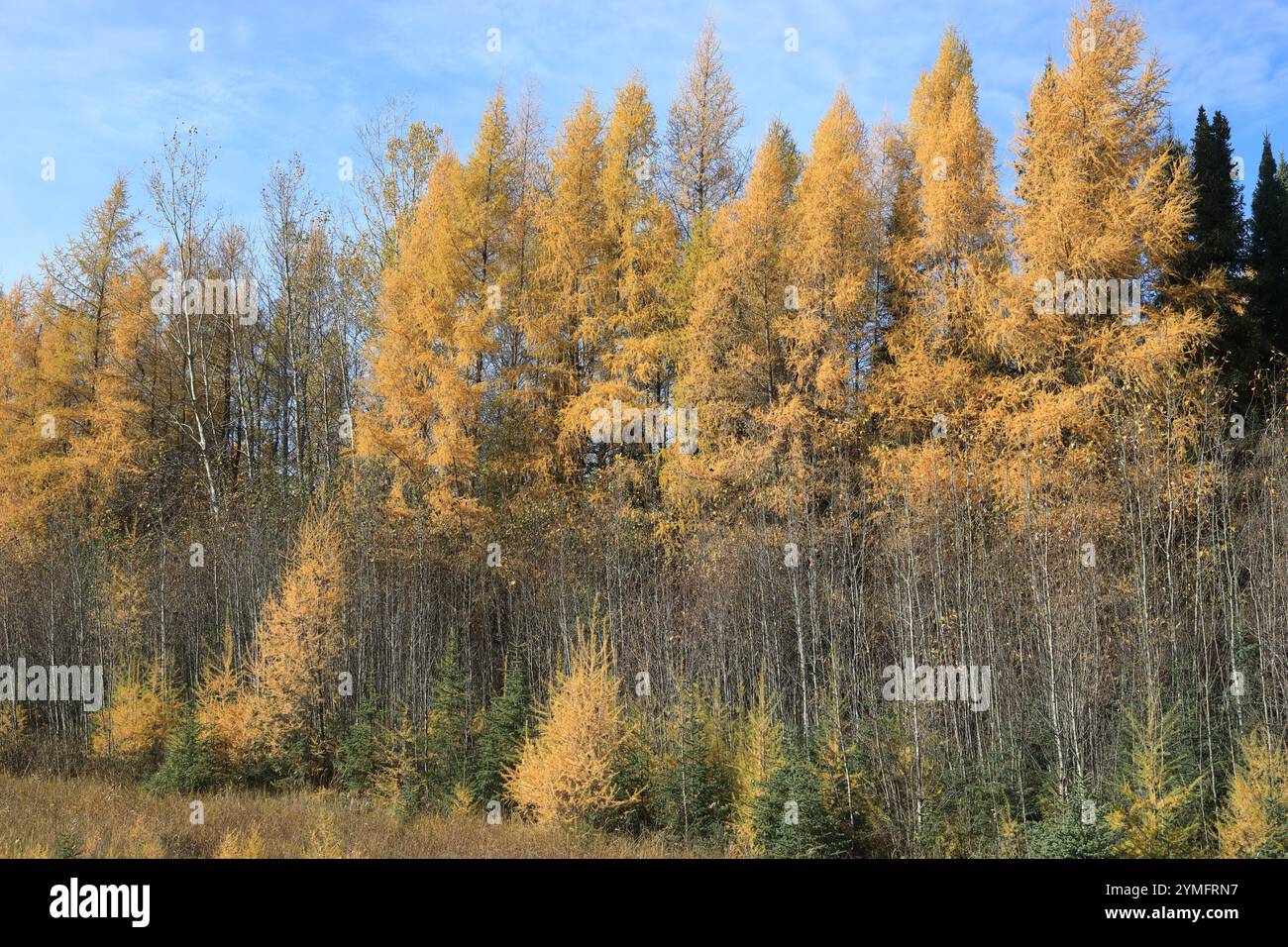 Autumnal colours canada hi-res stock photography and images - Alamy