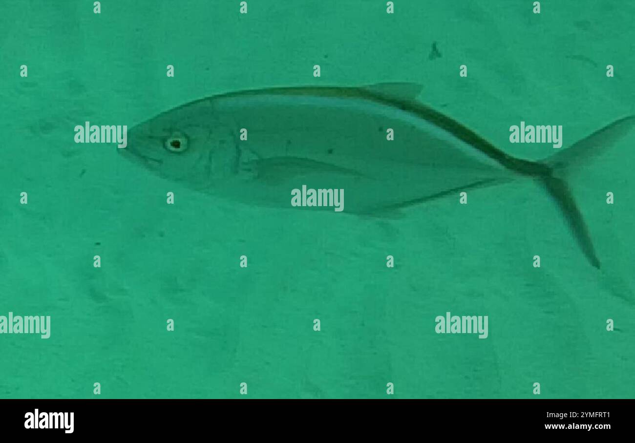 Bar Jack (Caranx ruber Stock Photo - Alamy