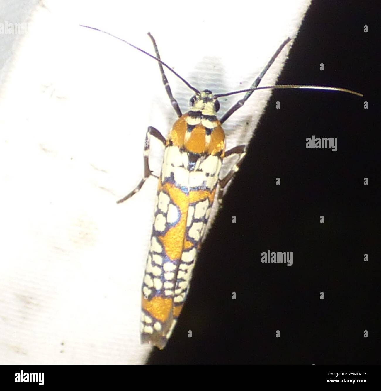 Ailanthus Webworm Moth (Atteva aurea Stock Photo - Alamy