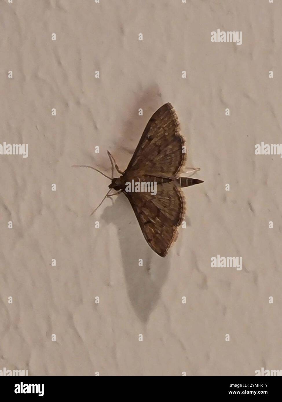 Herpetogramma hi-res stock photography and images - Alamy