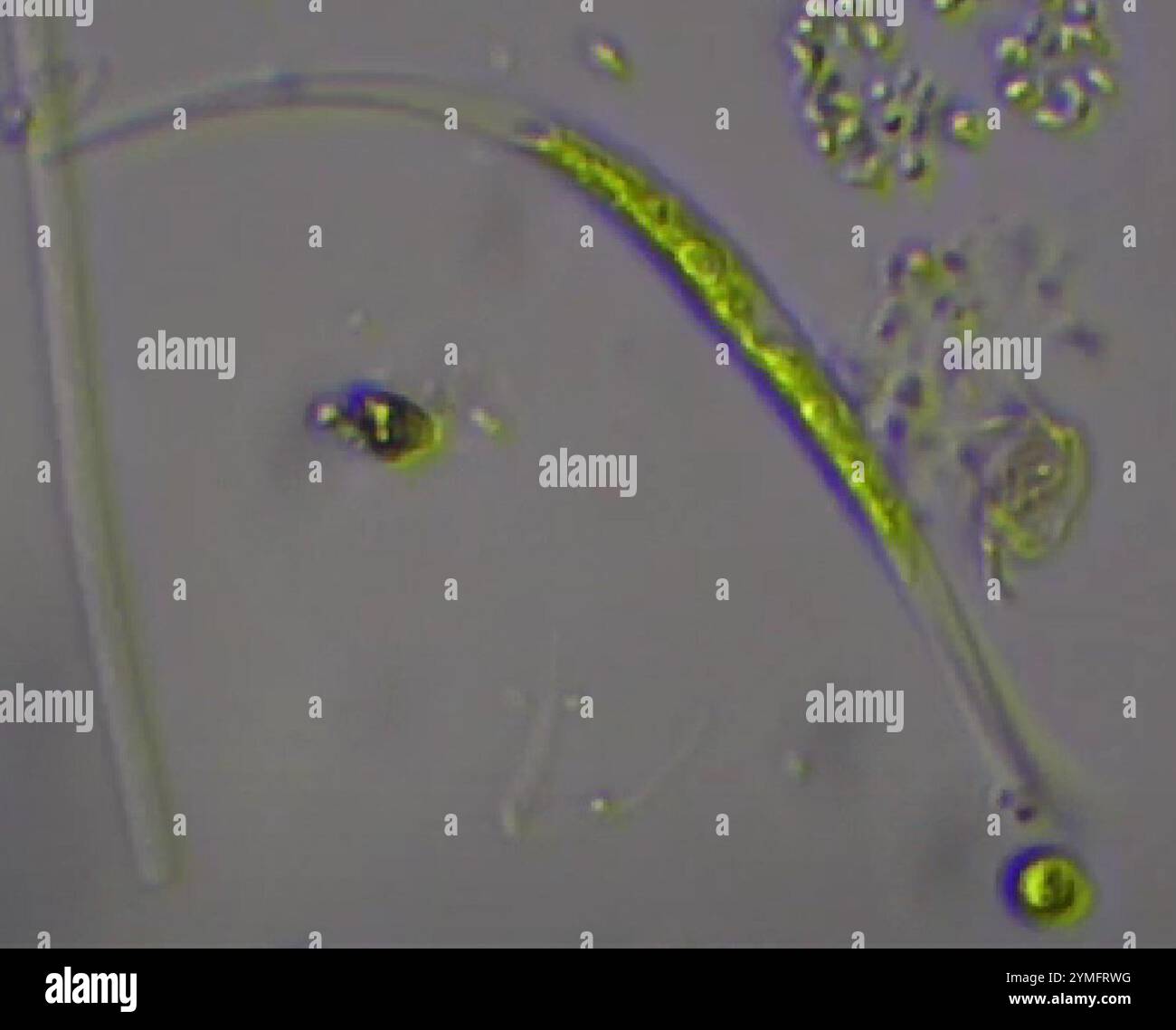 Monoraphidium hi-res stock photography and images - Alamy