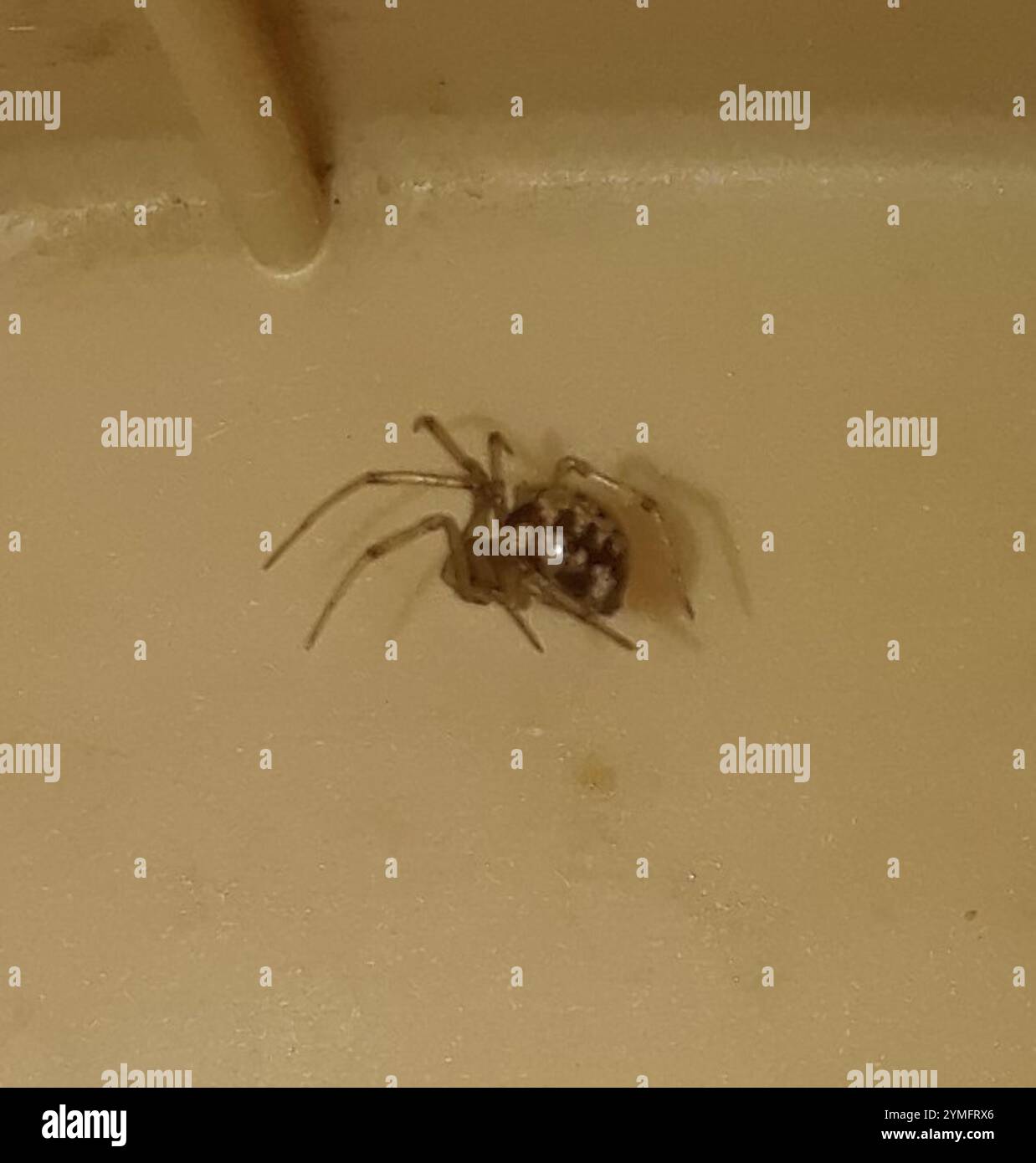 Triangulate Combfoot (Steatoda triangulosa Stock Photo - Alamy