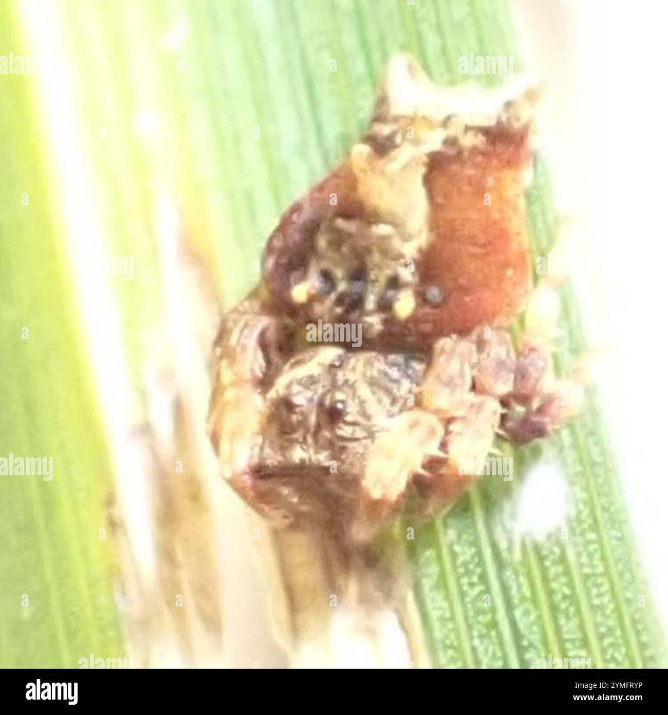 High-headed Arkys (Arkys alticephala Stock Photo - Alamy