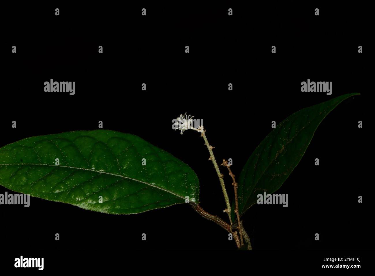 Ceylon croton (Croton zeylanicus Stock Photo - Alamy