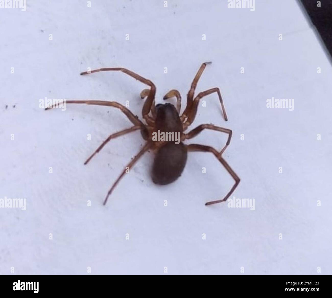 Ground and Ant-mimic Sac Spiders (Corinnidae Stock Photo - Alamy