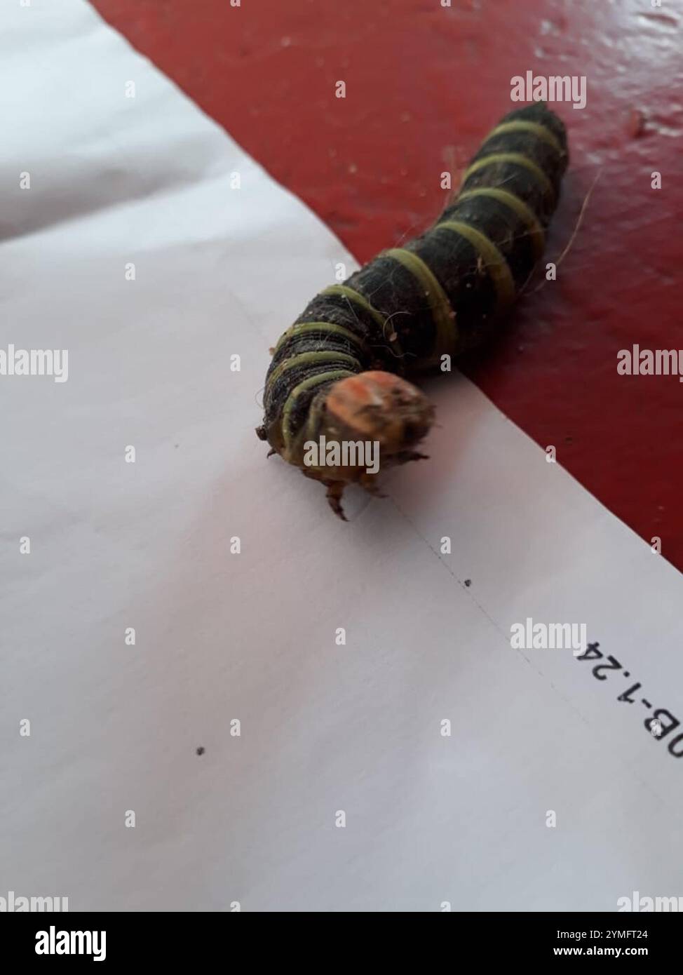 Syces hi-res stock photography and images - Alamy