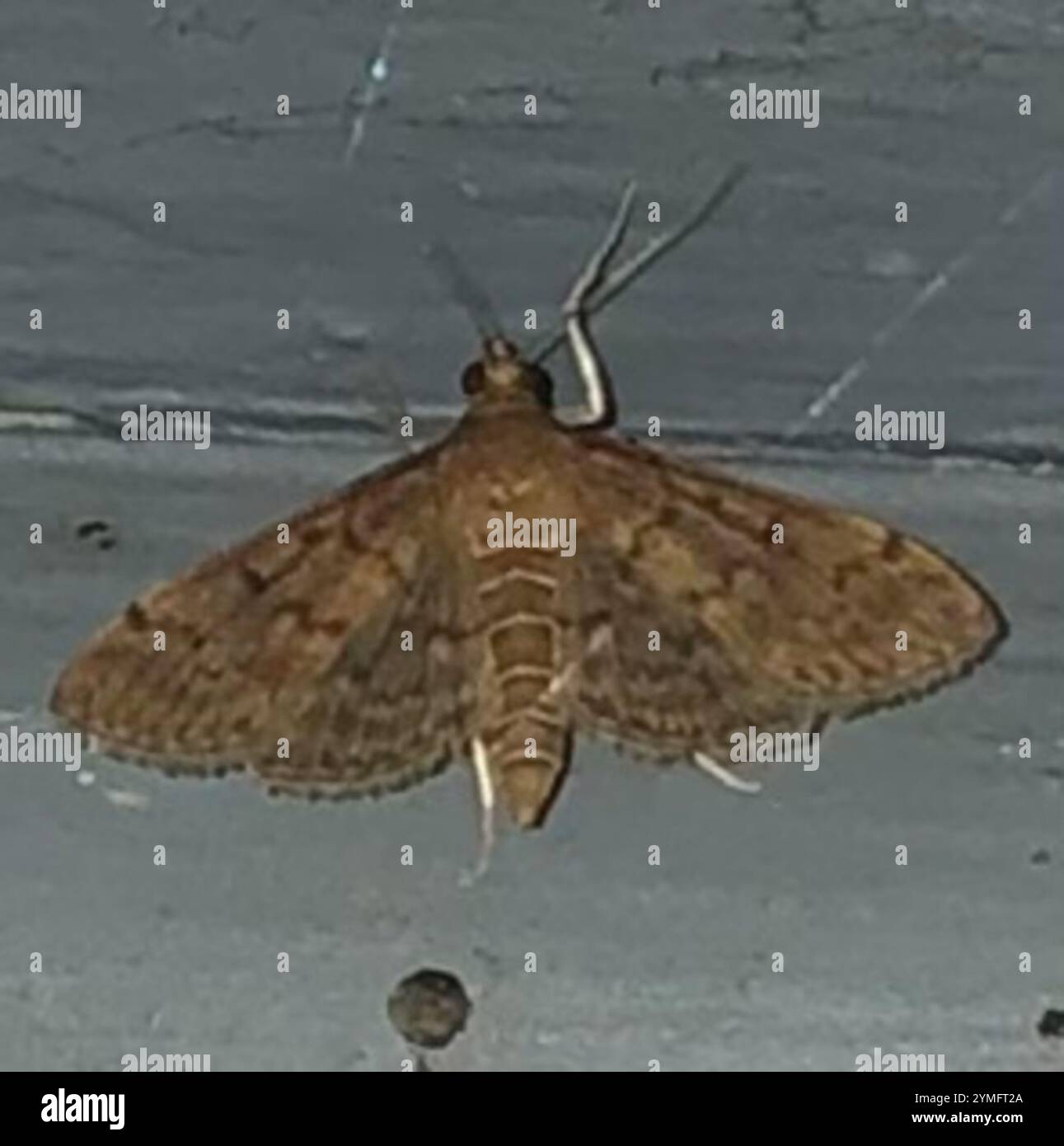 Dusky Herpetogramma Moth (Herpetogramma phaeopteralis Stock Photo - Alamy