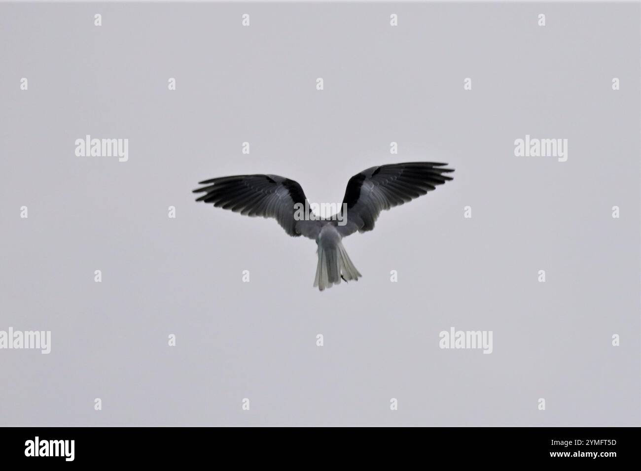 White-tailed Kite (Elanus leucurus Stock Photo - Alamy