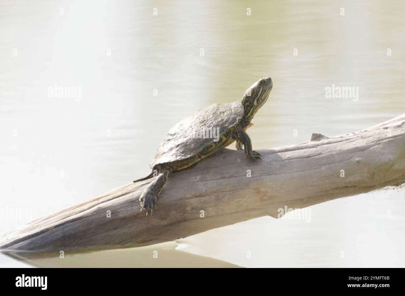 Big Bend Slider (Trachemys gaigeae Stock Photo - Alamy