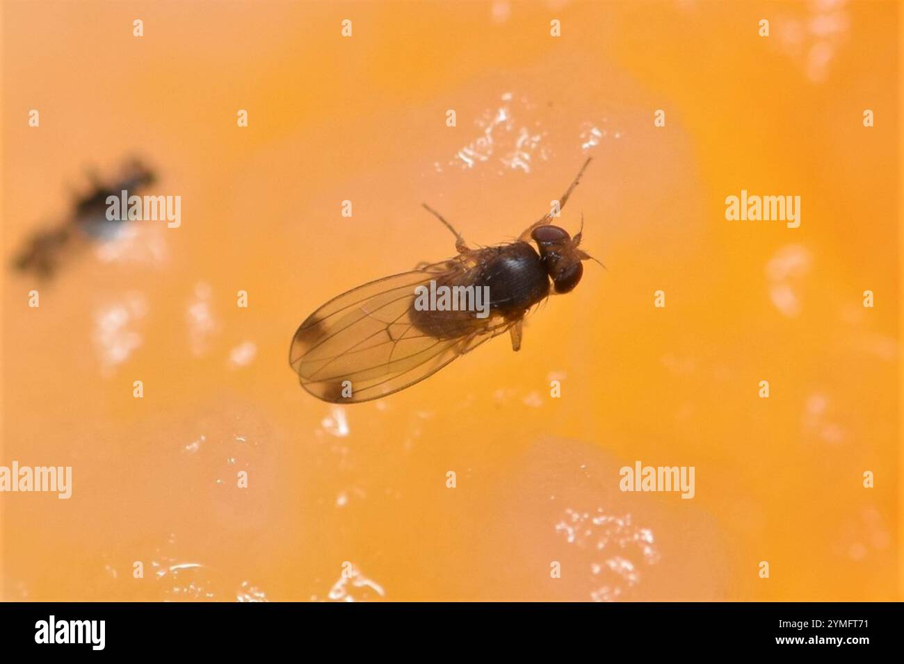 Spotted-winged Drosophila (Drosophila suzukii Stock Photo - Alamy