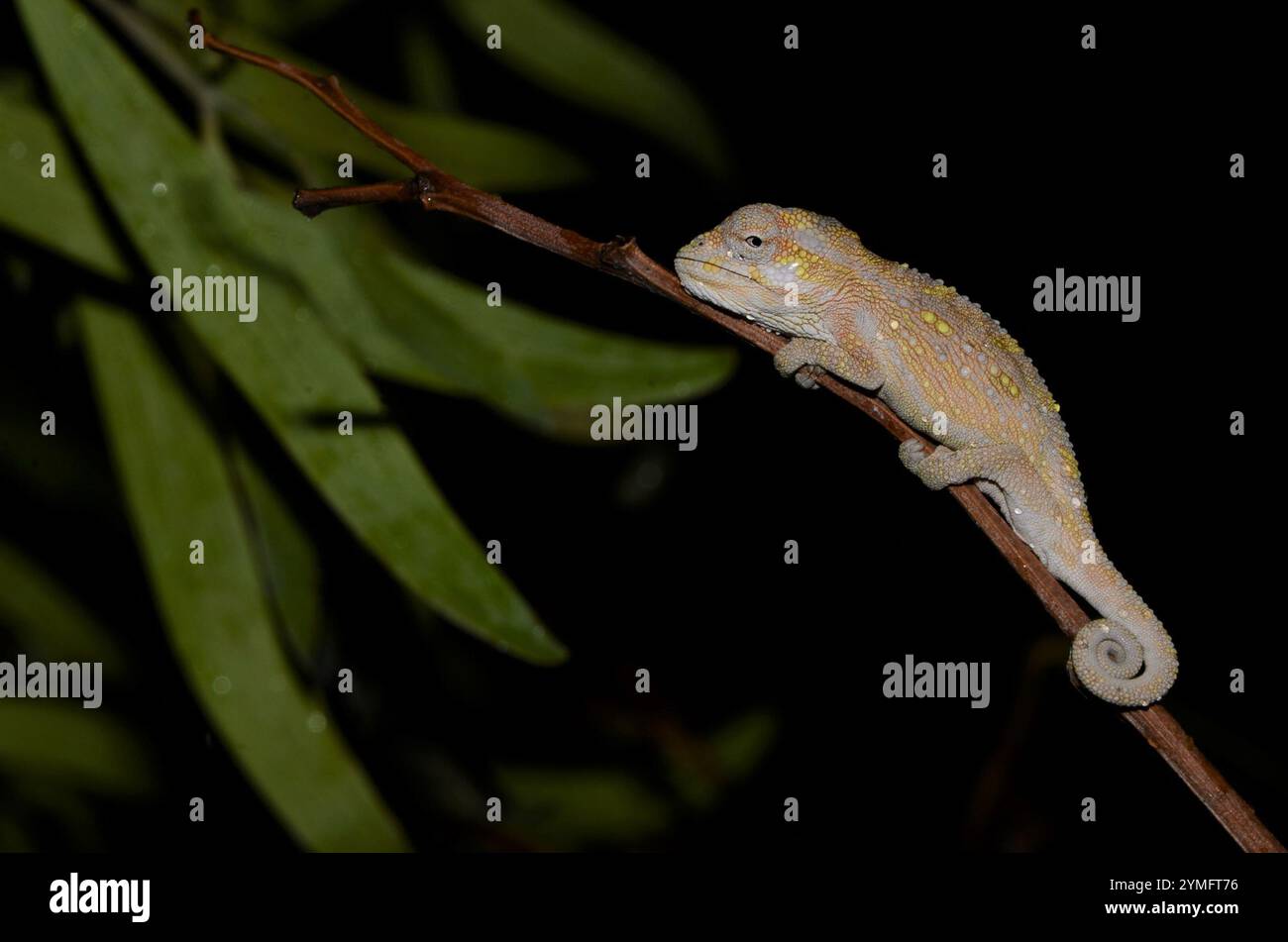 Cape Dwarf Chameleon (Bradypodion pumilum Stock Photo - Alamy