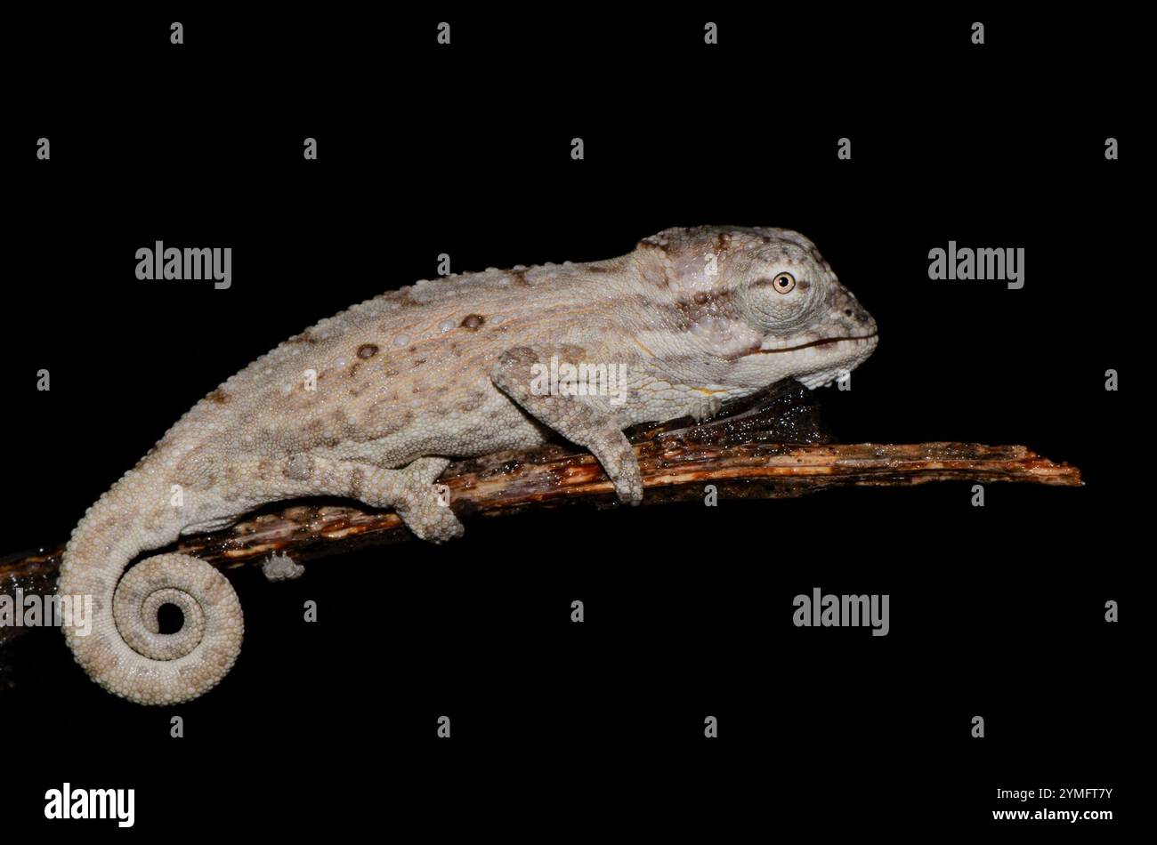 Cape Dwarf Chameleon (Bradypodion pumilum Stock Photo - Alamy