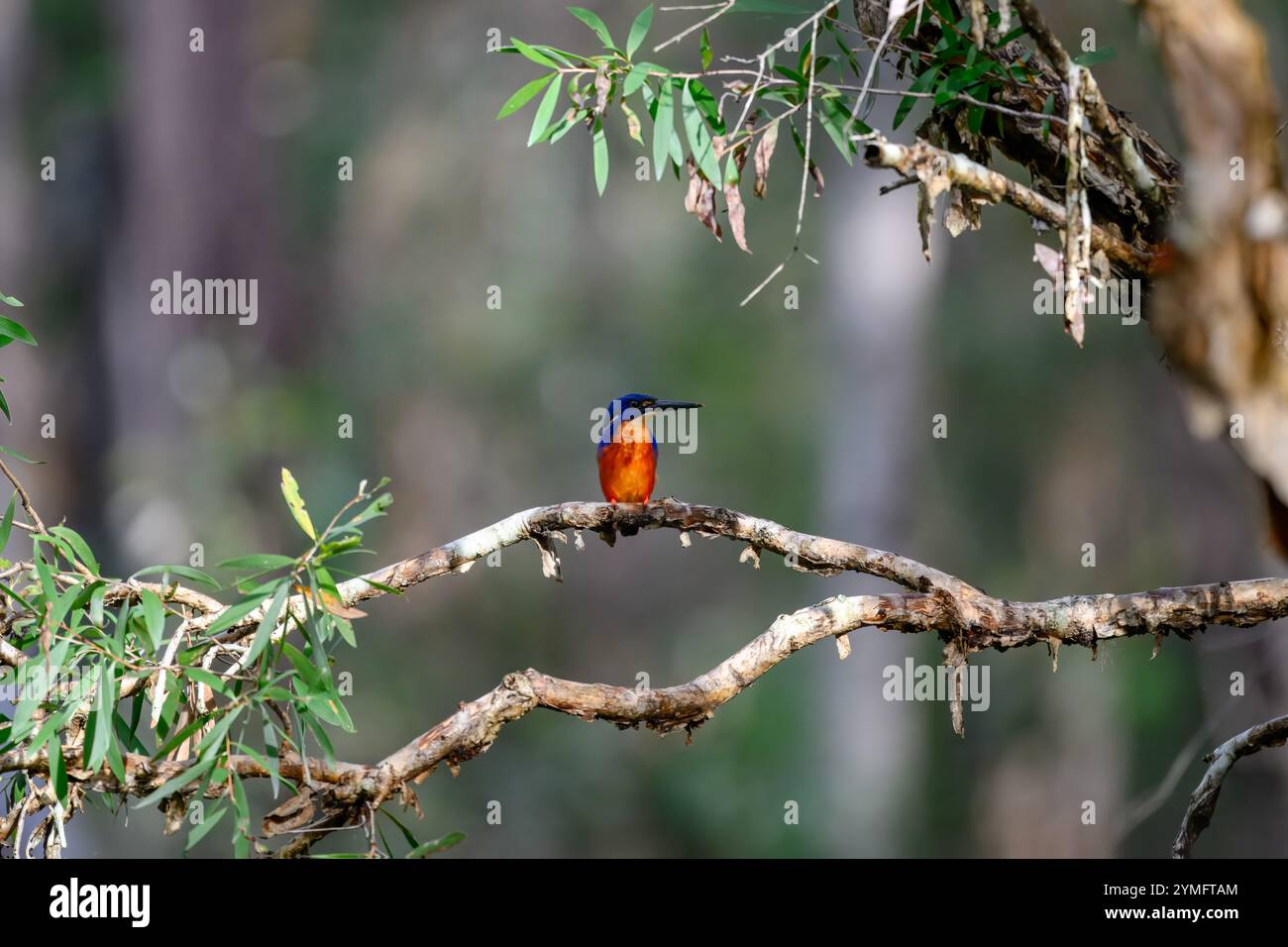 Azure kingfisher, Ceyx azureus, colorful colourful Australian native ...