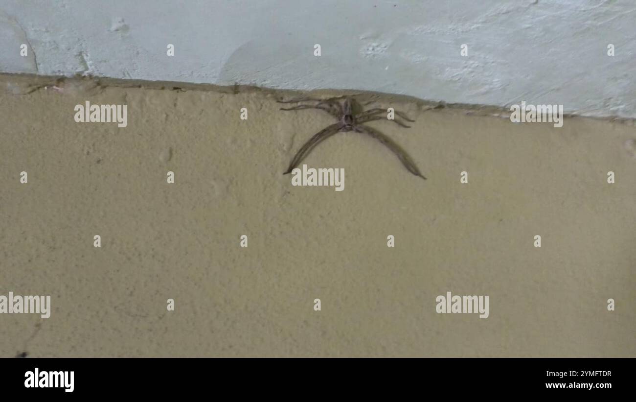Pantropical Huntsman Spider (Heteropoda venatoria Stock Photo - Alamy