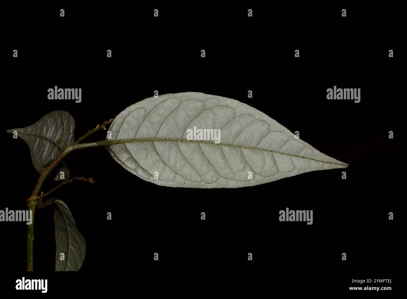 Ceylon croton (Croton zeylanicus Stock Photo - Alamy