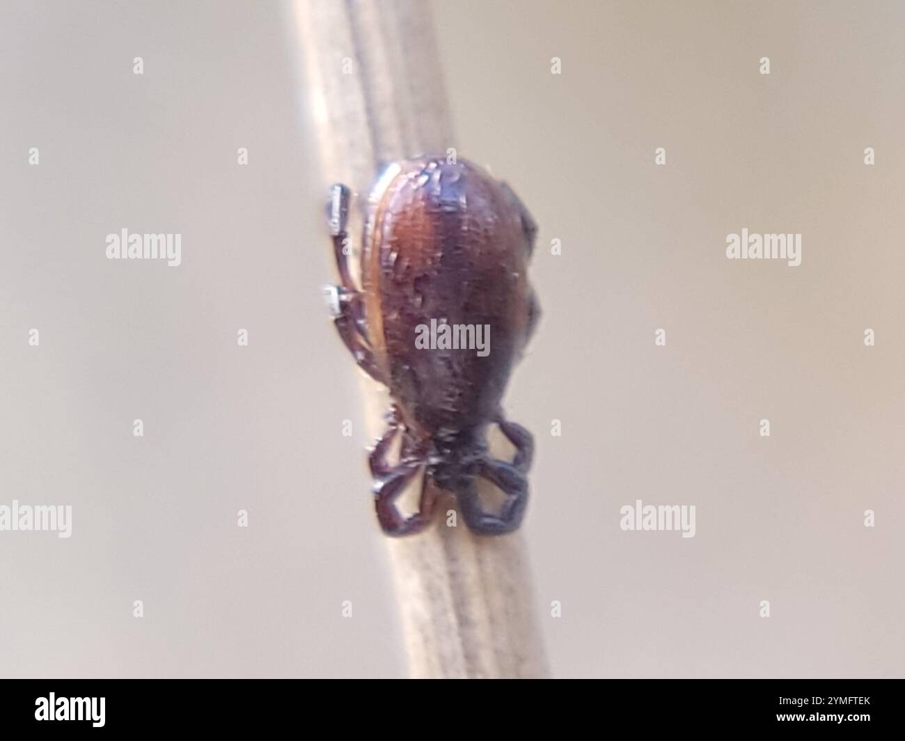 Western Black-legged Tick (Ixodes pacificus Stock Photo - Alamy