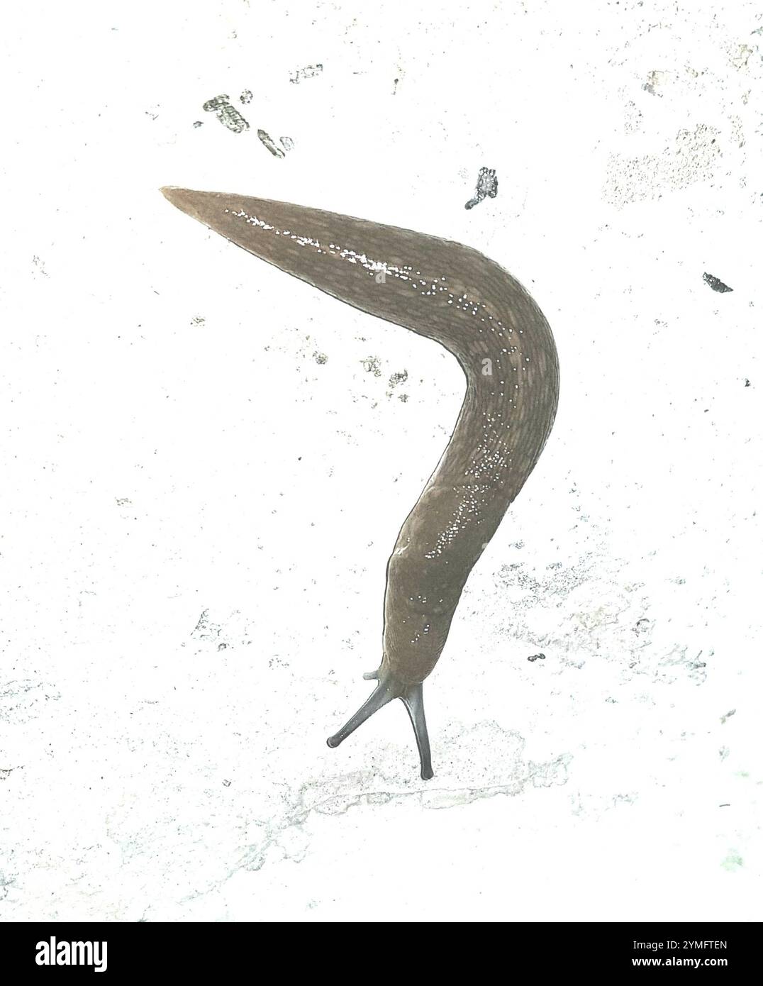 Cellar Slugs (Limacus Stock Photo - Alamy