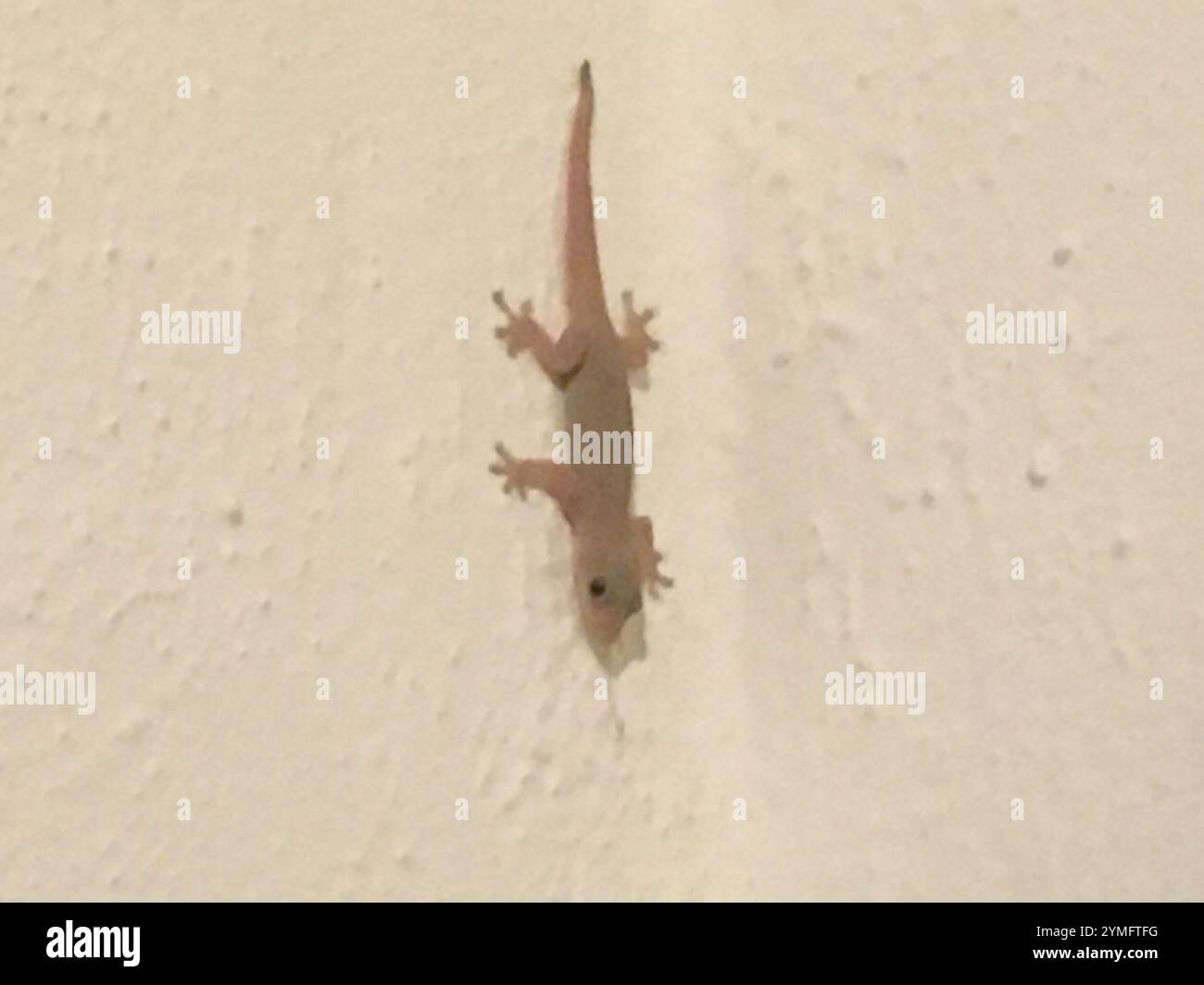 Asian House Gecko (Hemidactylus frenatus Stock Photo - Alamy