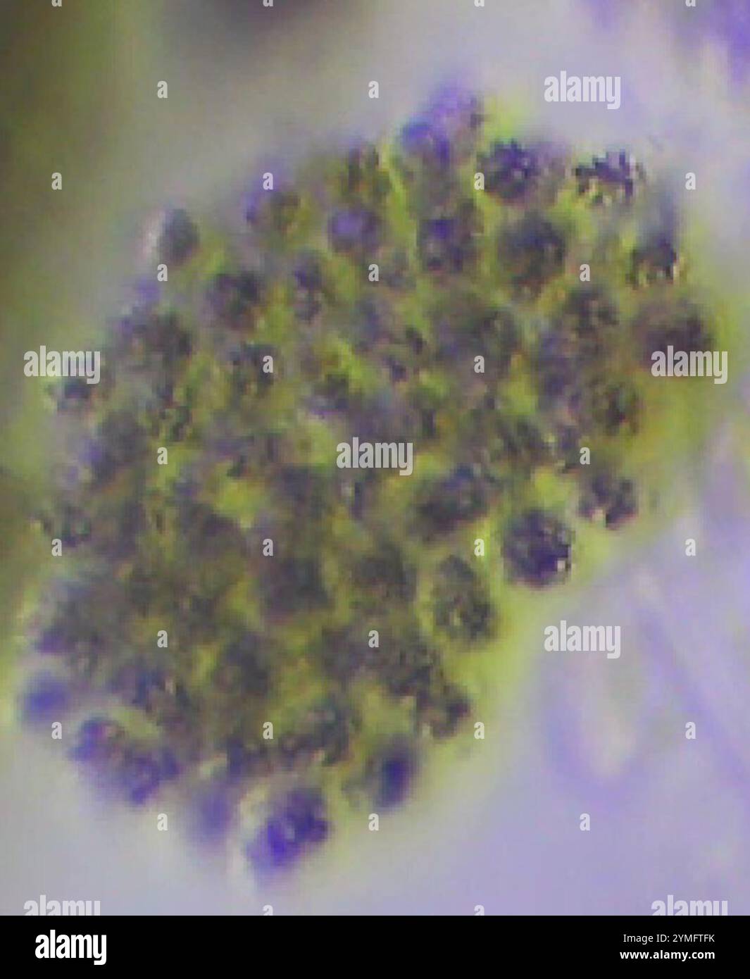 Microcystis hi-res stock photography and images - Alamy