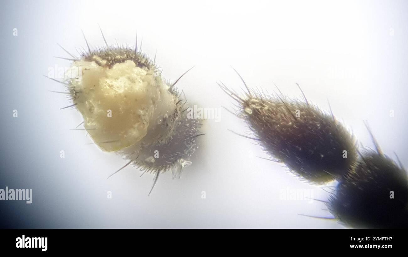 Insect Destroyers (Entomophthorales Stock Photo - Alamy
