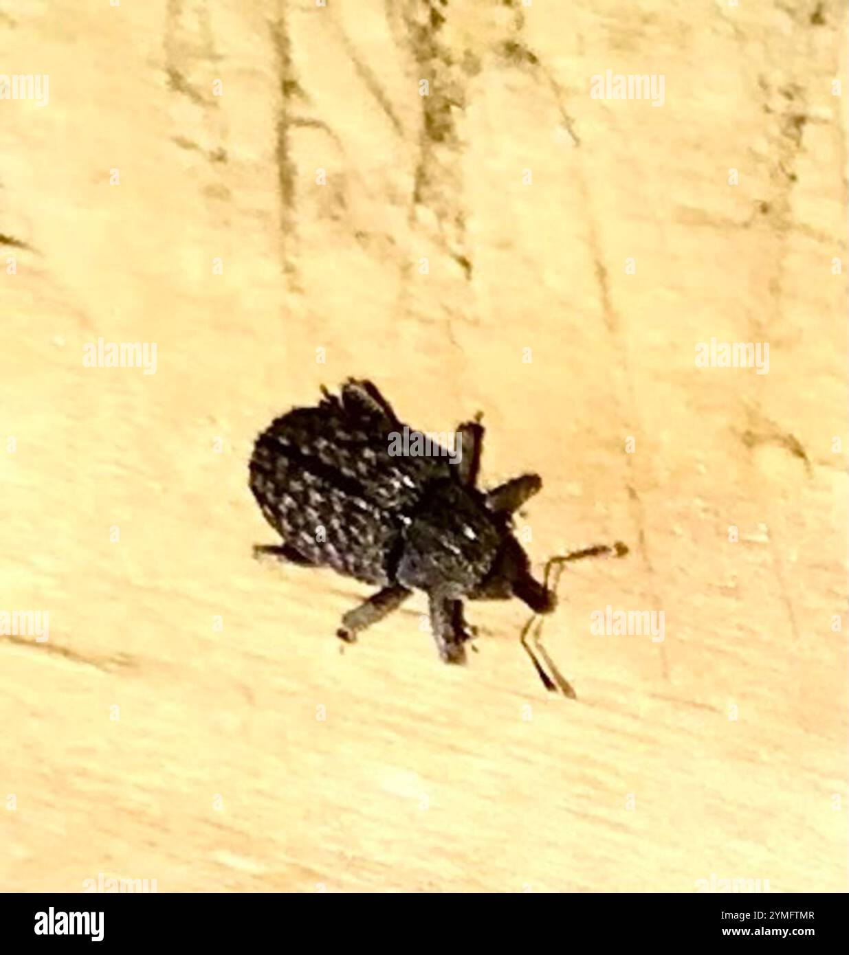 True Weevils (Curculionidae Stock Photo - Alamy