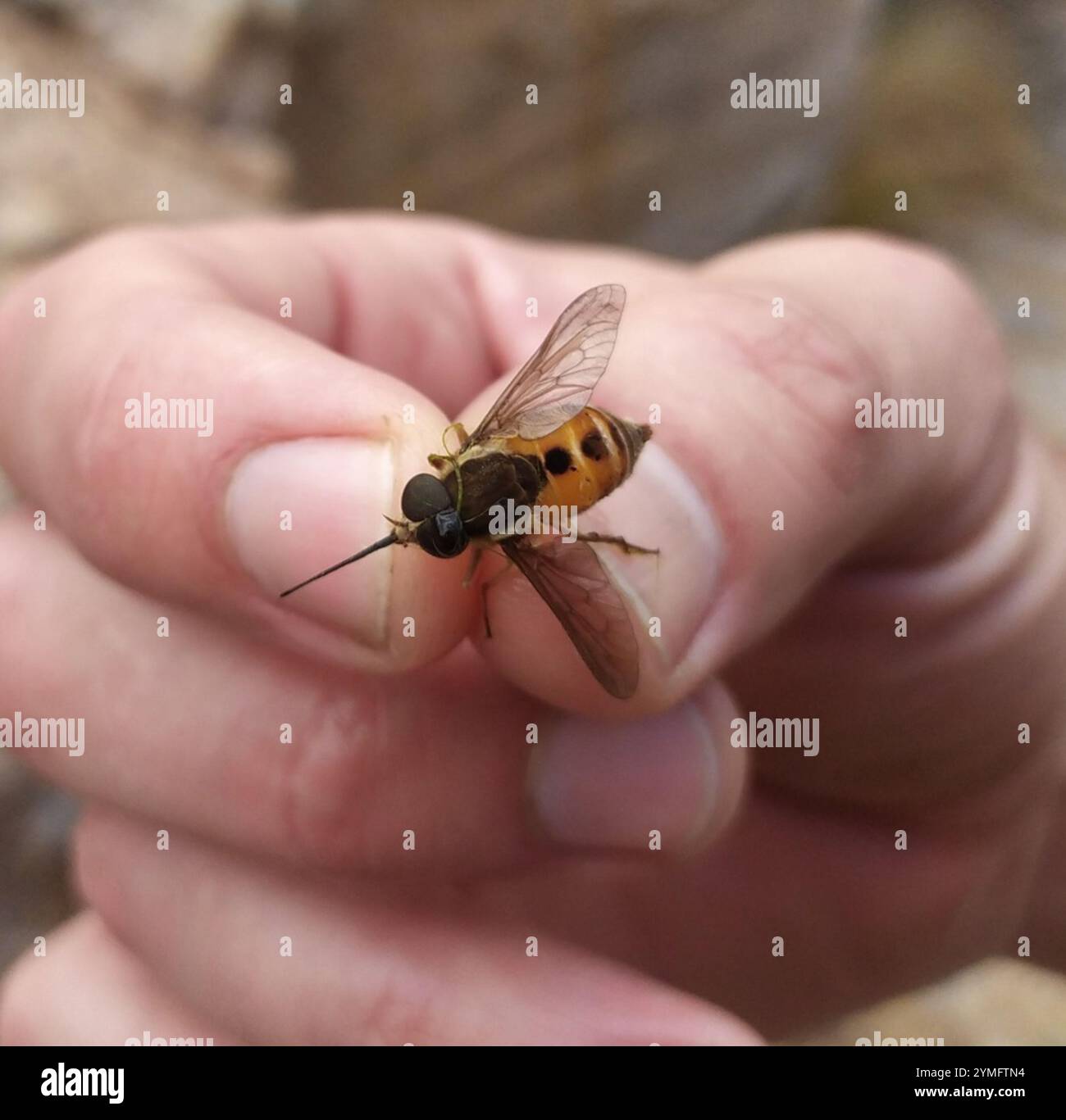 African Needlenose Fly (Philoliche aethiopica Stock Photo - Alamy