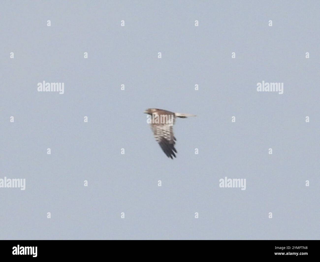 Eastern Marsh Harrier (Circus spilonotus Stock Photo - Alamy