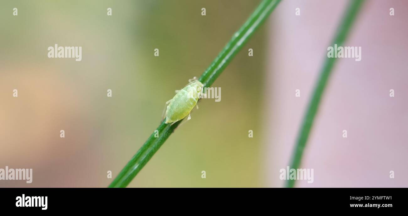 Carrot Aphid (Cavariella aegopodii Stock Photo - Alamy