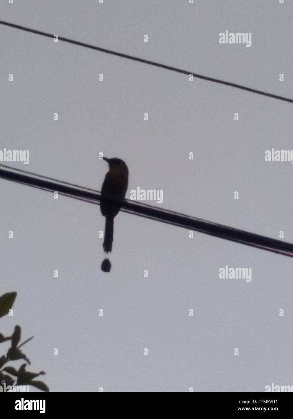 Lesson's Motmot (Momotus lessonii Stock Photo - Alamy