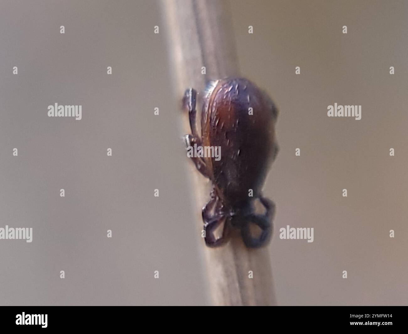 Western Black-legged Tick (Ixodes pacificus Stock Photo - Alamy