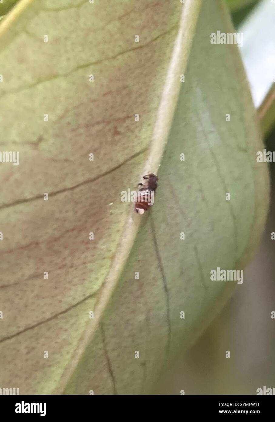Syzygium Leaf Psyllid (Trioza adventicia Stock Photo - Alamy