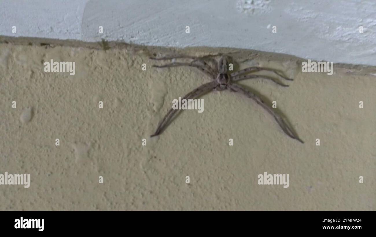 Pantropical Huntsman Spider (Heteropoda venatoria Stock Photo - Alamy