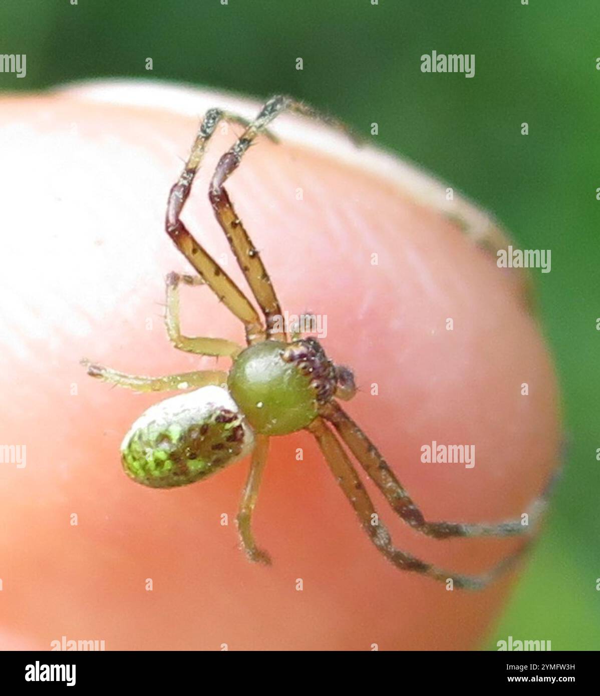 Flower Spiders (Diaea Stock Photo - Alamy