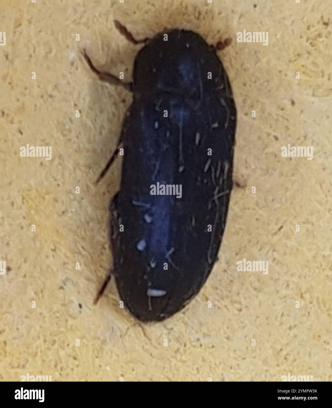 Skin Beetles (Dermestes Stock Photo - Alamy