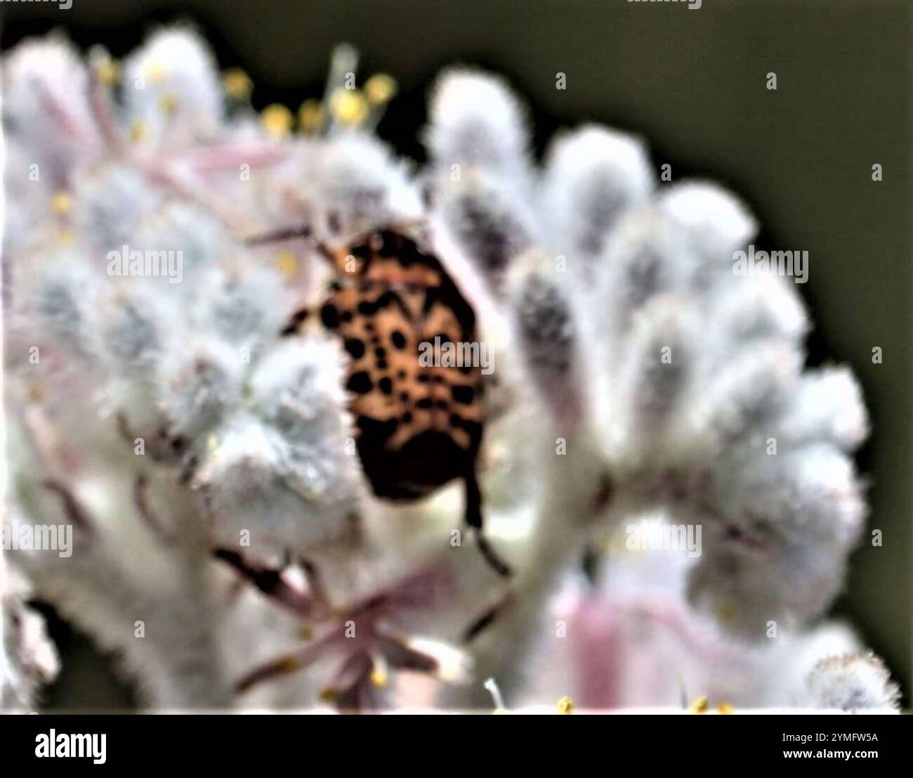 Tiger Fruit Chafer (Atrichelaphinis tigrina Stock Photo - Alamy