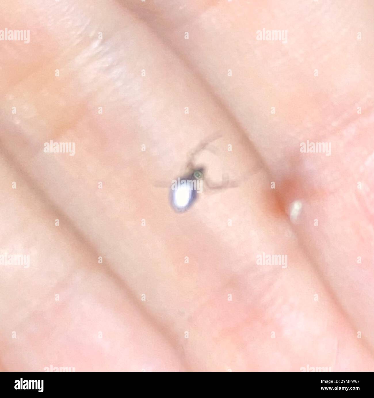 Dewdrop Spiders (Argyrodes Stock Photo - Alamy