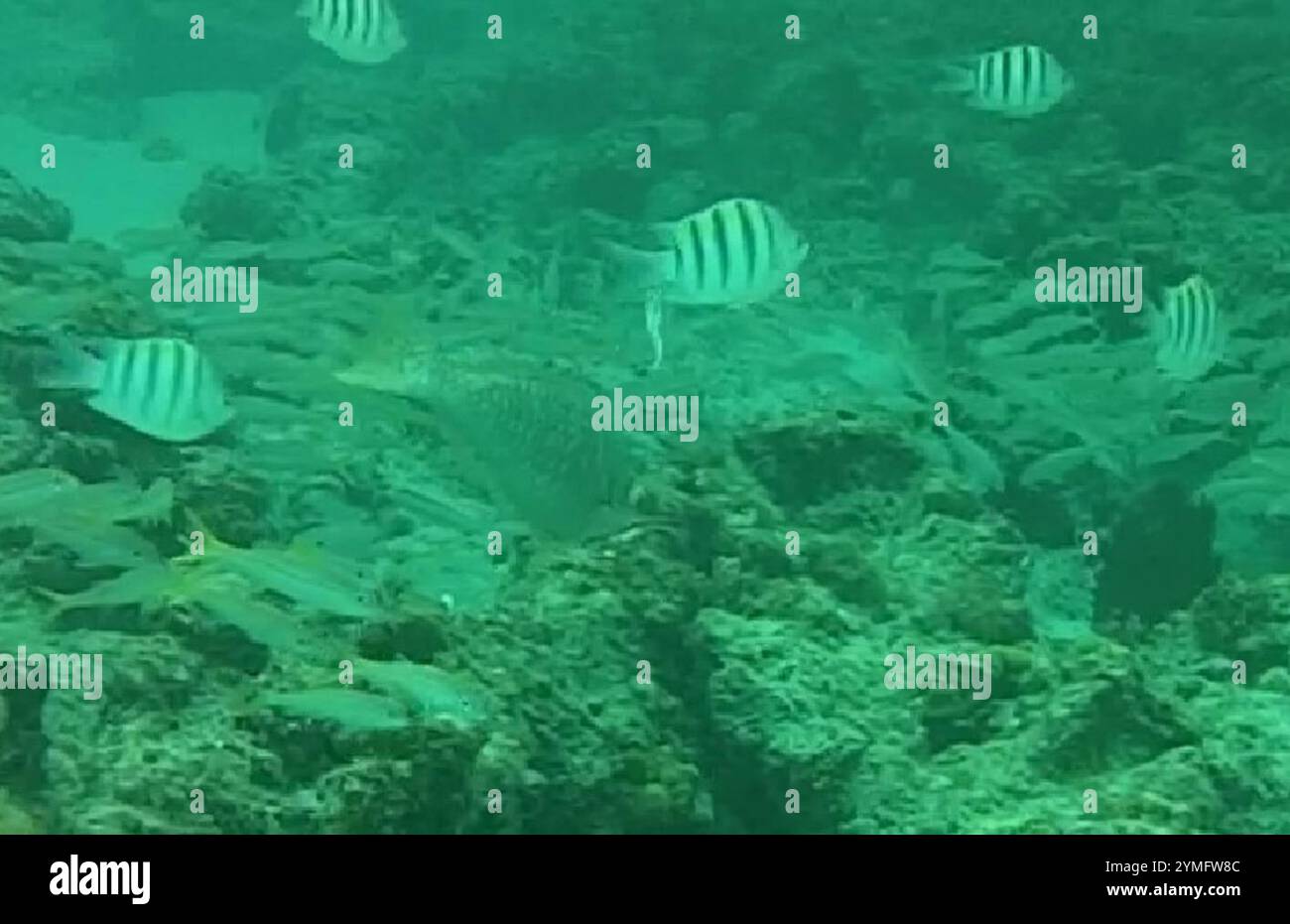 Atlantic Sergeant Major (Abudefduf saxatilis Stock Photo - Alamy