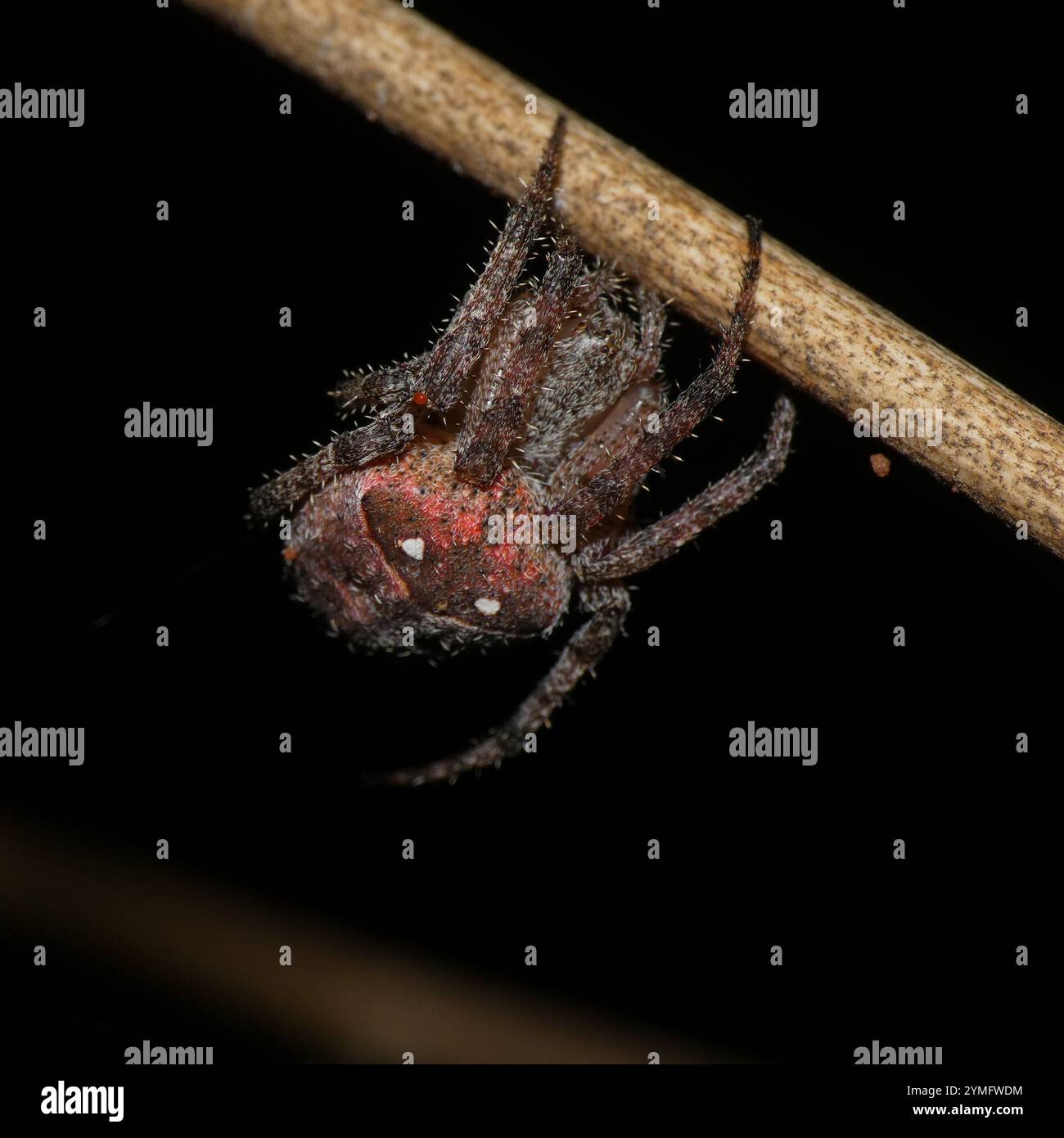 Spiky field spider hi-res stock photography and images - Alamy
