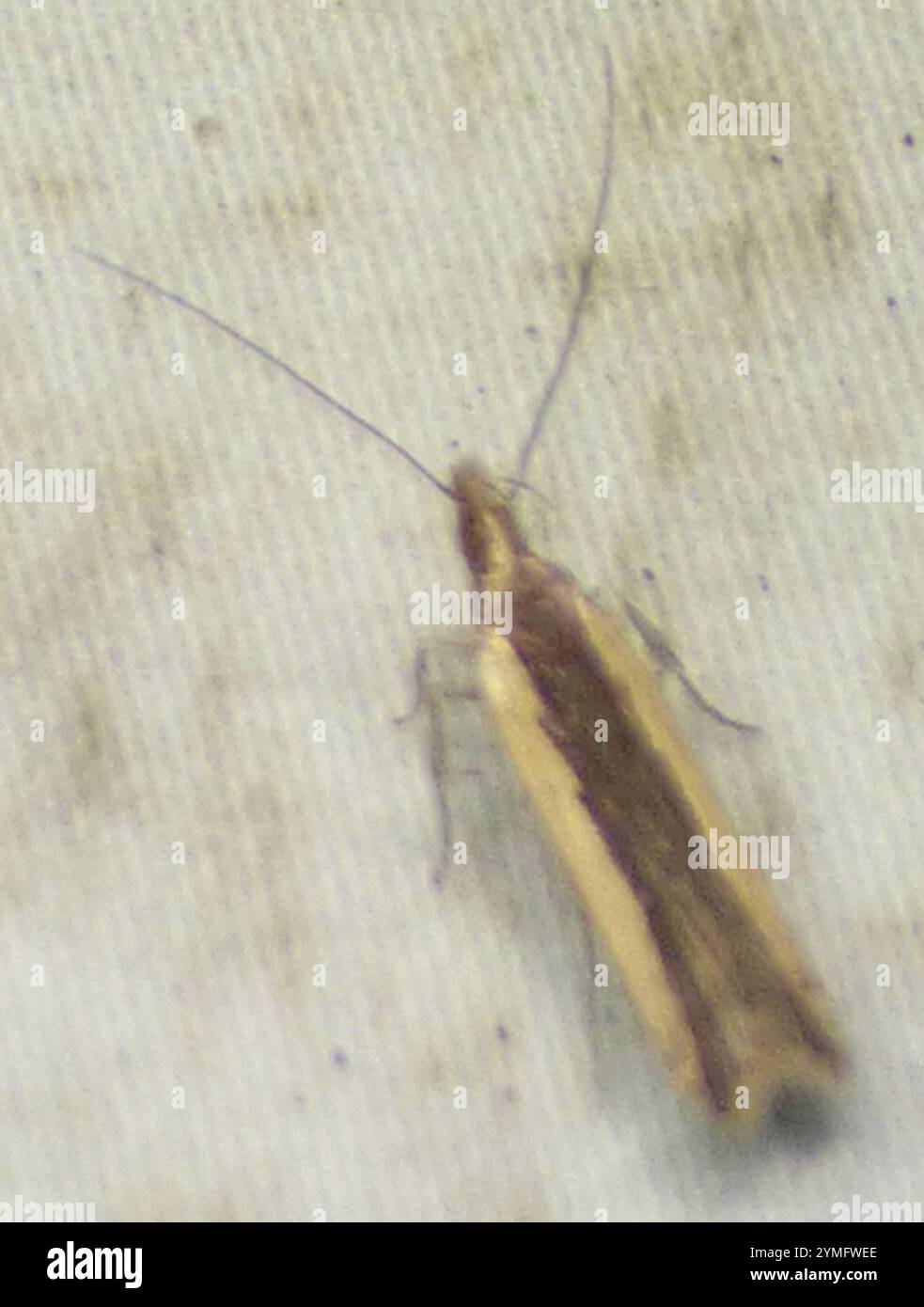 Palmerworm hi-res stock photography and images - Alamy